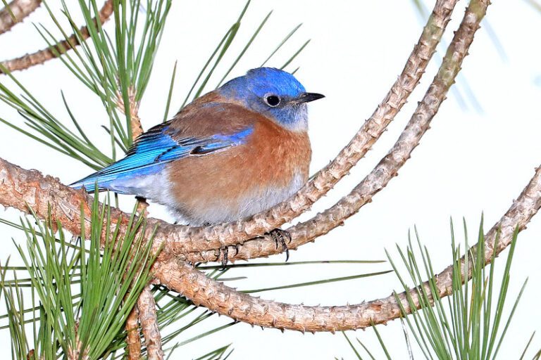 Small Blue Bird – 8 Blue Colored Birds In North America