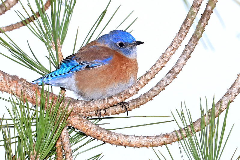 Small Blue Bird – 8 Blue Colored Birds In North America