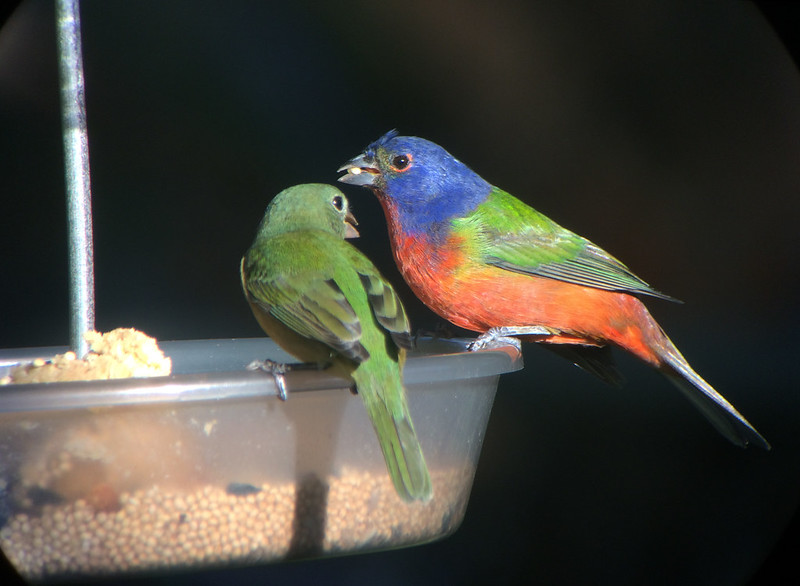 Small Blue Bird – 8 Blue Colored Birds In North America