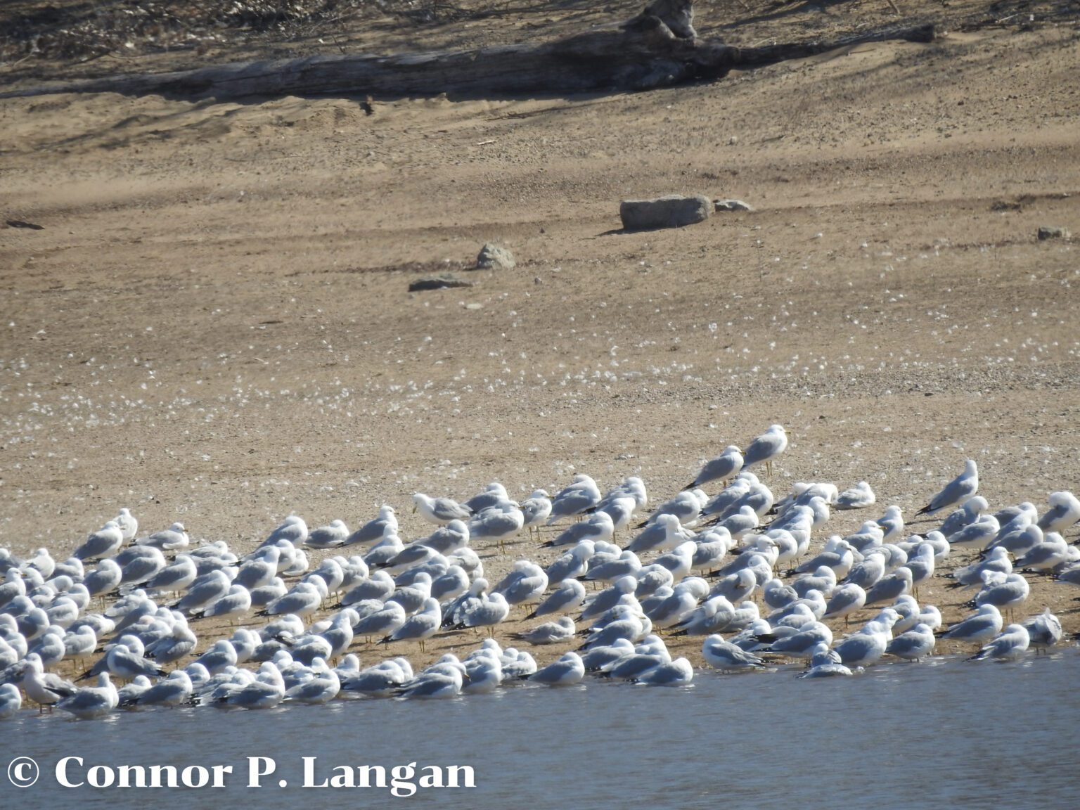 Where Do Seagulls Sleep? The Truth Revealed