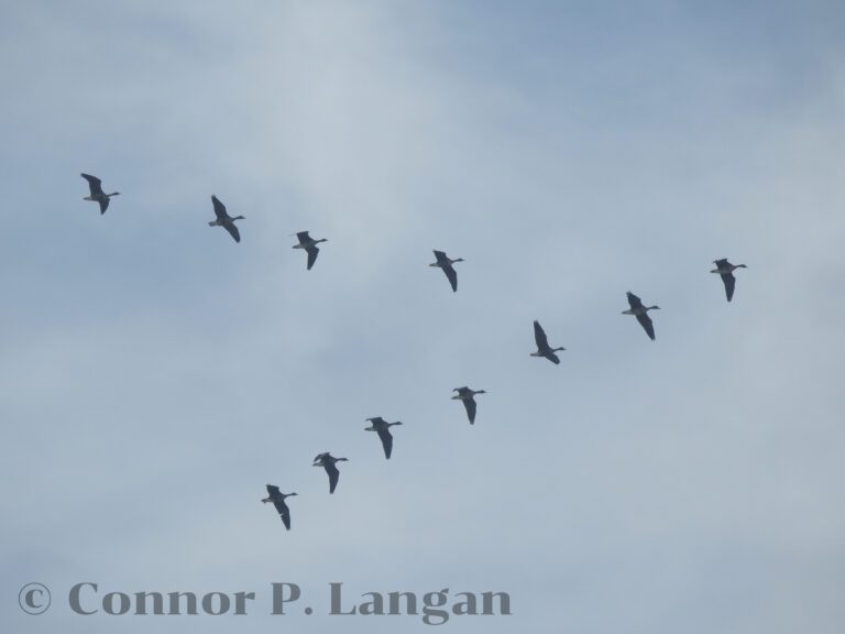 Do Geese Fly At Night? How Can They See?