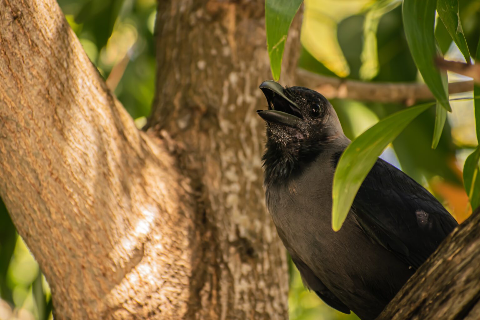 Why Do Crows Chase Hawks? Do Crows Hate Hawks?