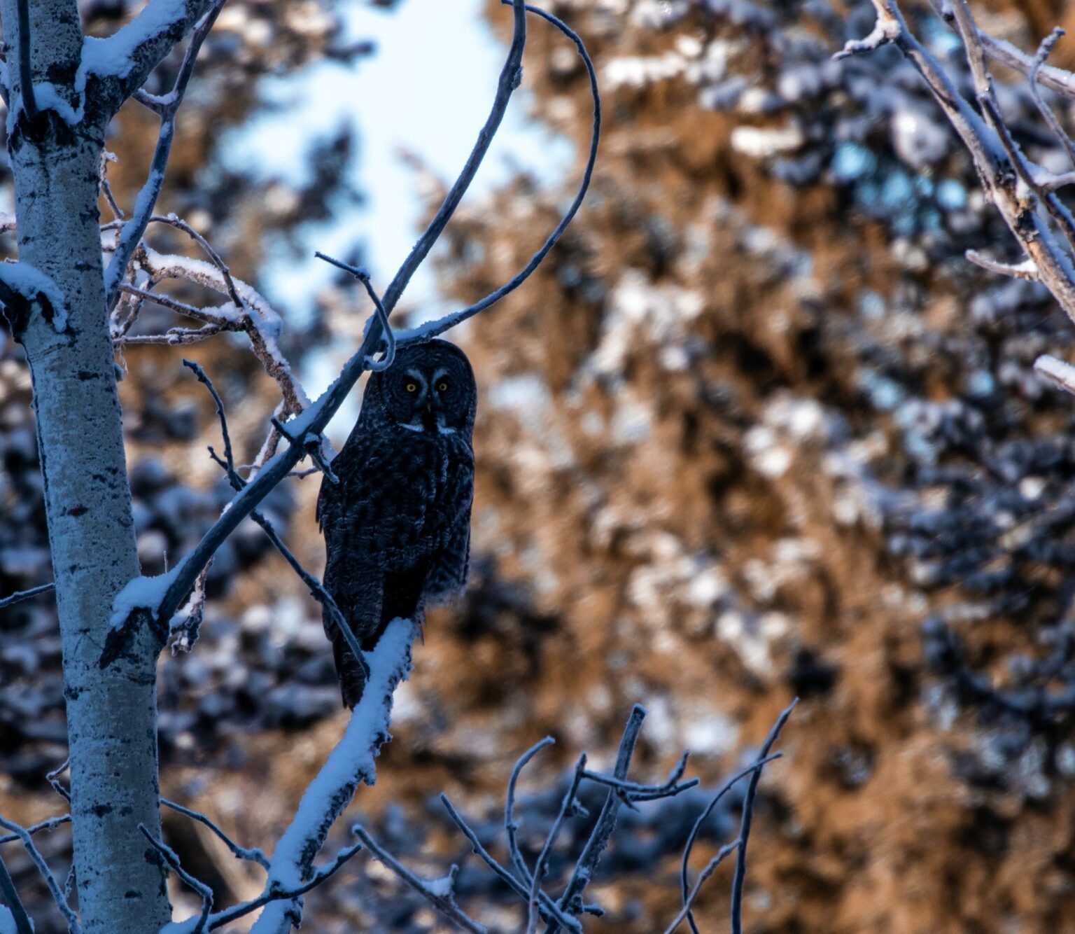 Do Owls Hibernate In The Winter? Owl Hibernation Myths and Facts