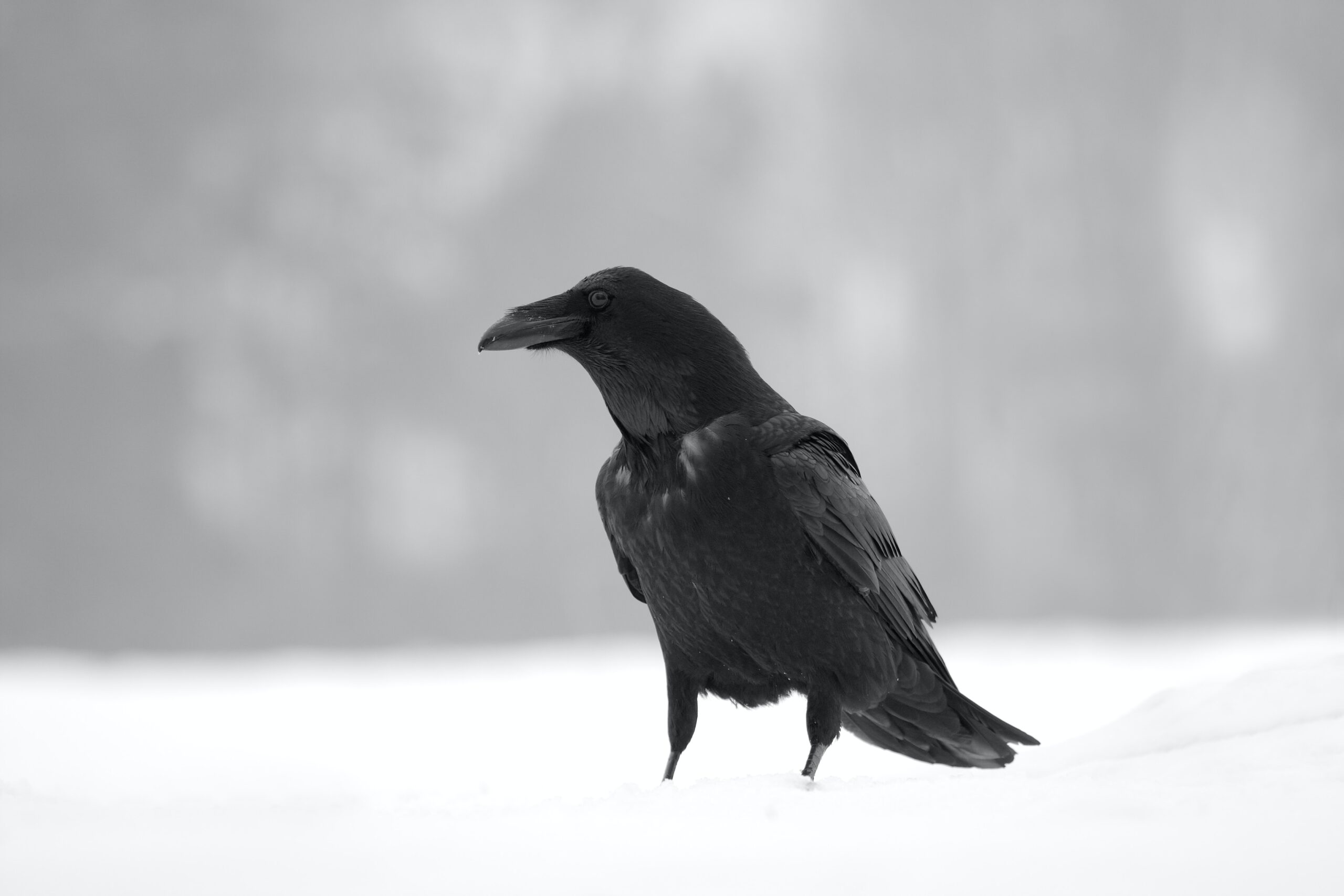 How Long Do Ravens Live – Raven Lifespan Examined