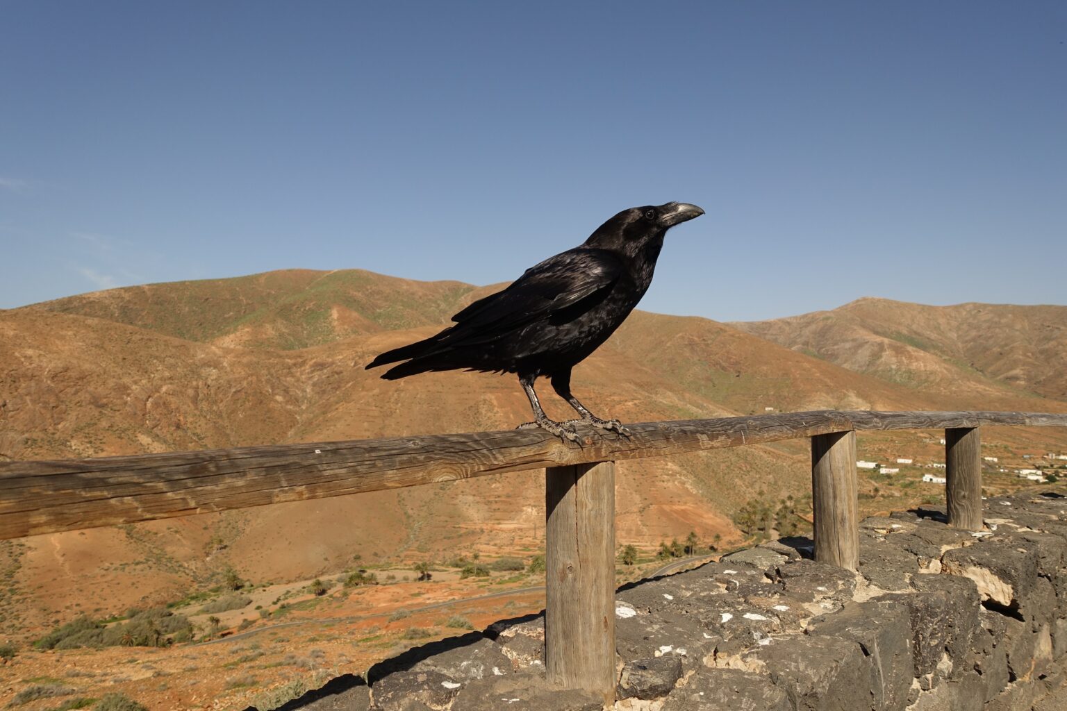 How Long Do Ravens Live – Raven Lifespan Examined