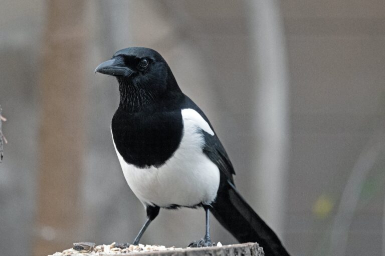 What Are Magpies? Facts, Myths, and Types of Magpies