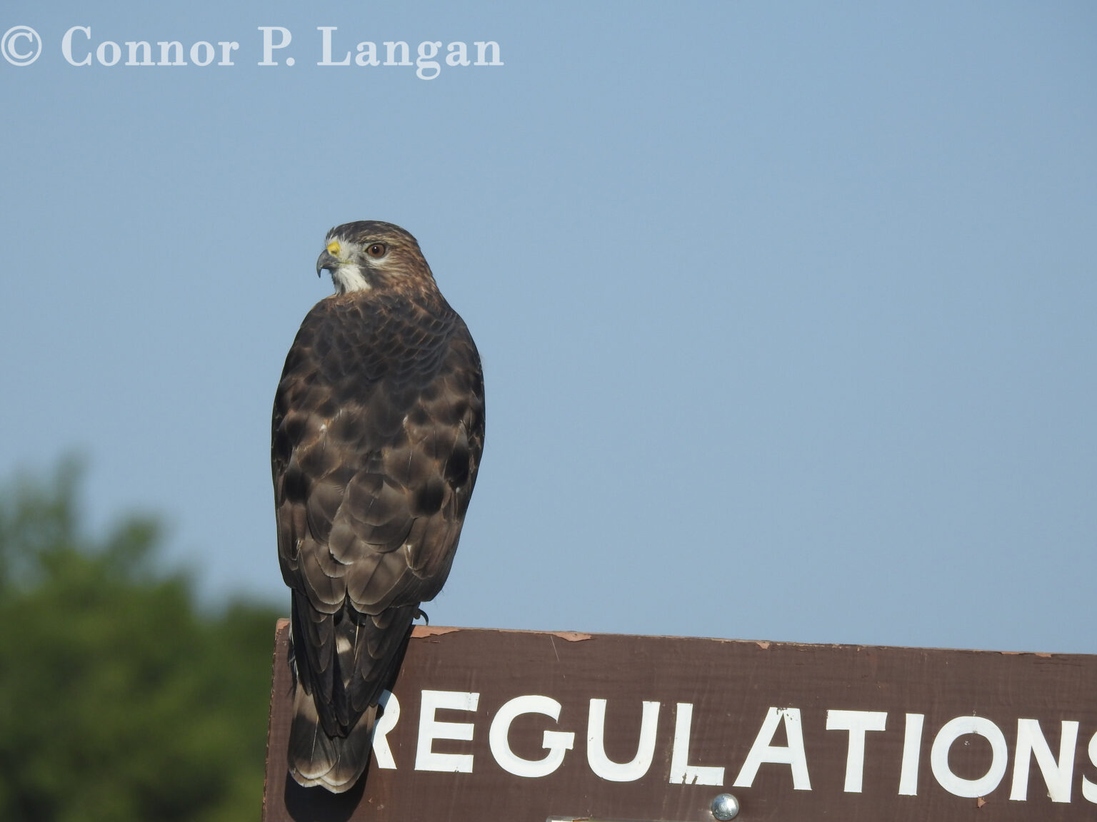 Florida Birds of Prey – Powerful Florida Raptors (With Photos!)