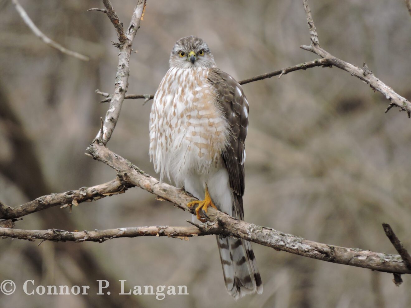 Florida Birds of Prey – Powerful Florida Raptors (With Photos!)